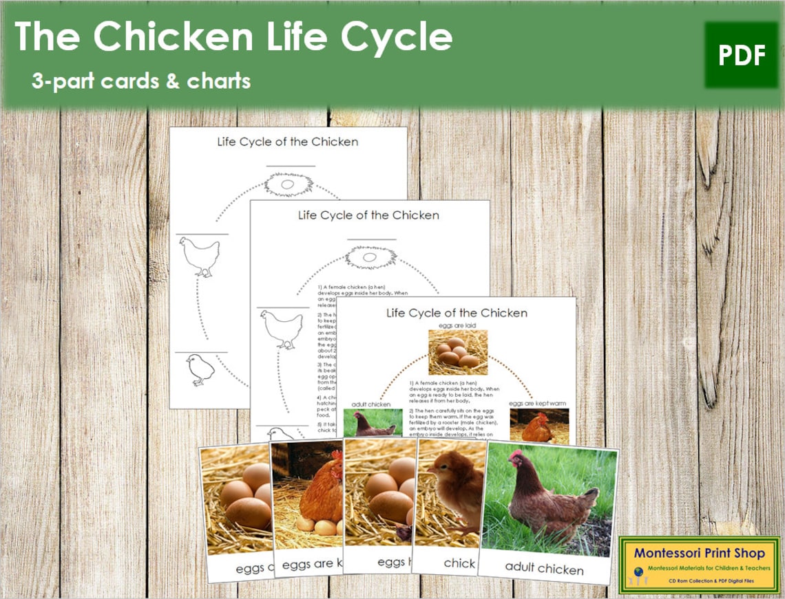 The Chicken Life Cycle 3-part Cards & Charts Montessori | Etsy The Chicken Life Cycle 3-part Cards & Charts Montessori | Etsy