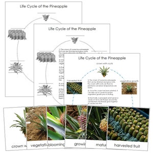 The Pineapple Life Cycle Nomenclature 3-part Cards & Charts ...