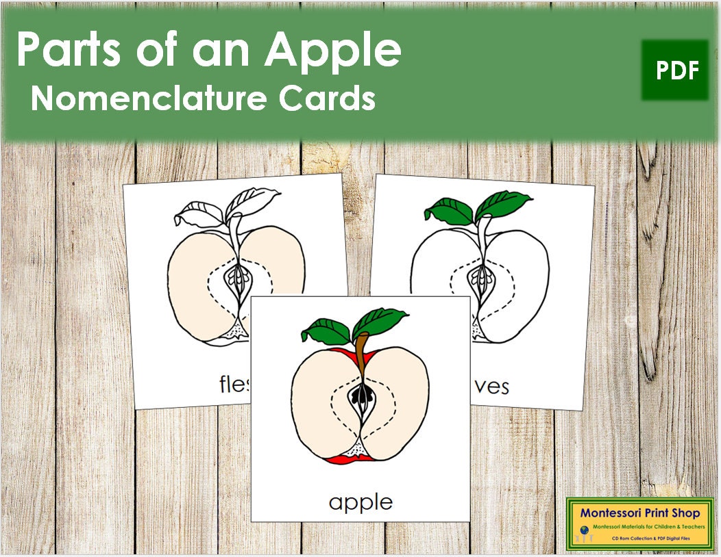 Parts of an Apple Nomenclature 3-part Cards Montessori - Etsy