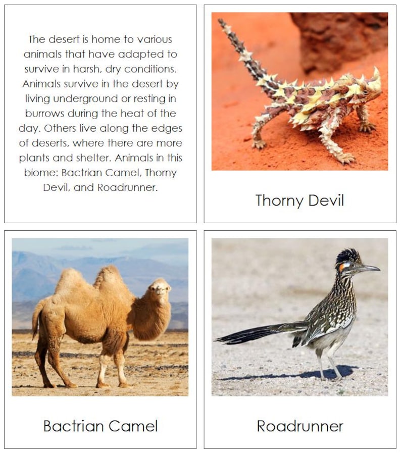 Biomes of the World Sorting Cards, Chart and Information - Montessori ...