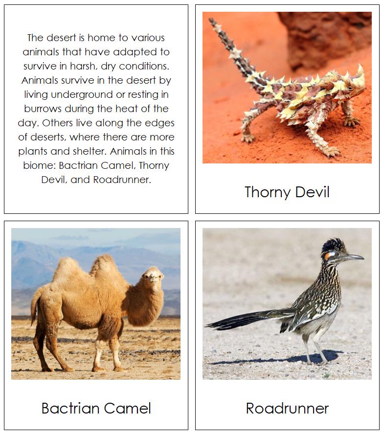 Biomes of the World Sorting Cards, Chart and Information - Montessori ...