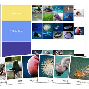 Ocean Zones and the Animals That Live There Sorting Cards & Control ...