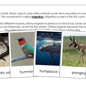 Animal Migration Cards Science Printable Montessori Cards | Etsy