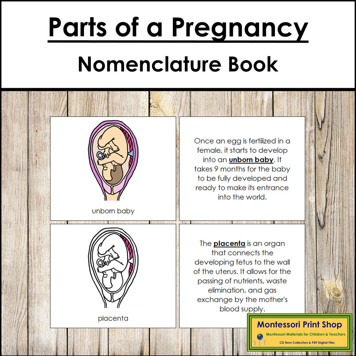 Partes de un libro de nomenclatura del embarazo Materiales Montessori ...