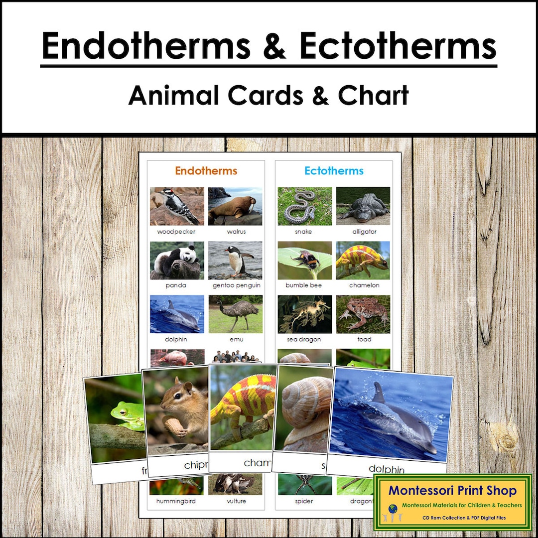Endothermic and Ectothermic Animals Sorting Cards & Control Chart ...