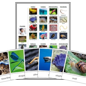Animal Kingdom Sorting Cards & Control Chart - Montessori Zoology ...