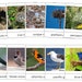 Birds and Their Nests Descriptions & Sorting Cards Zoology Printable ...