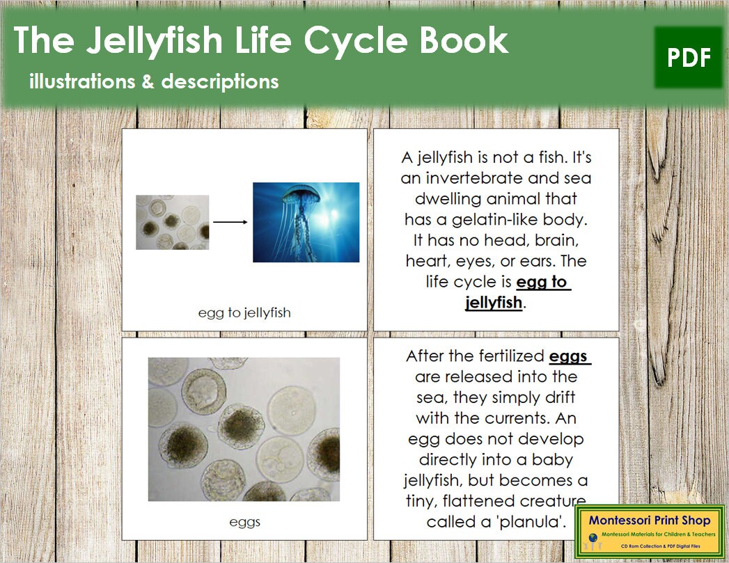The Jellyfish Life Cycle Book Montessori Nomenclature | Etsy