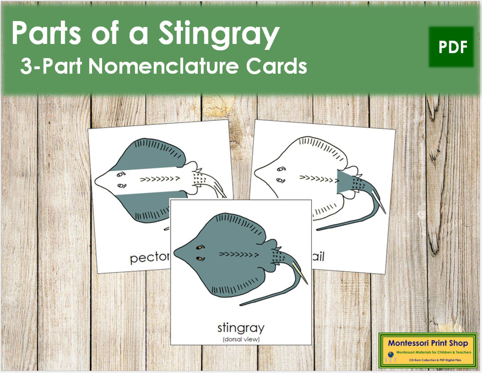 Parts of a Stingray Nomenclature 3-part Cards Montessori - Etsy