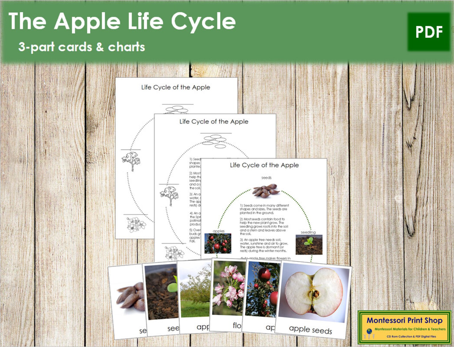 The Apple Life Cycle 3-part Cards & Charts Montessori | Etsy Canada