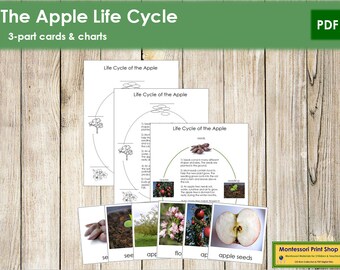 The Ladybug Life Cycle 3-part Cards & Charts Montessori | Etsy