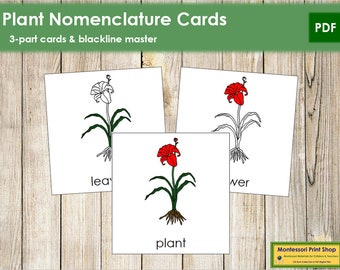 Parts of a Flower Nomenclature 3-part Cards Montessori | Etsy
