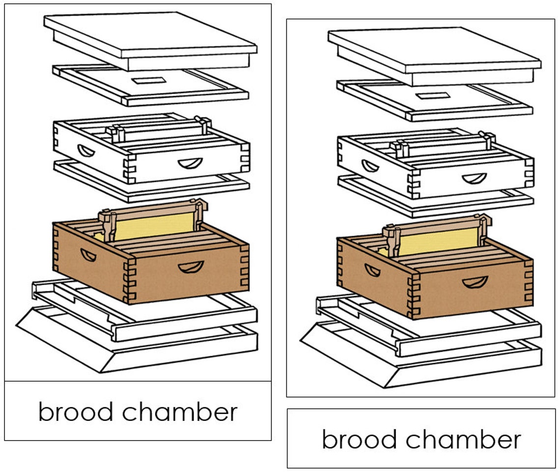 Parts of a Beehive Nomenclature 3-part Cards Printable - Etsy