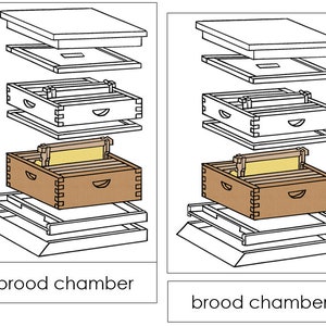 Parts of a Beehive Nomenclature 3-part Cards - Printable Montessori ...