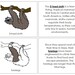 Parts of a Sloth Nomenclature Book - Montessori Zoology (digital ...