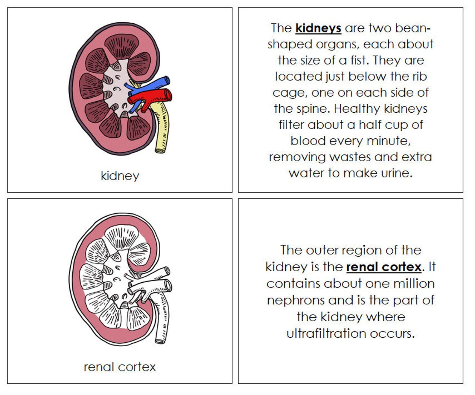 Parts of a Kidney Nomenclature Book - Montessori Science (digital ...