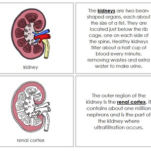 Parts of a Kidney Nomenclature Book - Montessori Science (digital ...