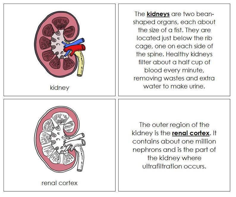 Parts of a Kidney Nomenclature Book Science Printable - Etsy