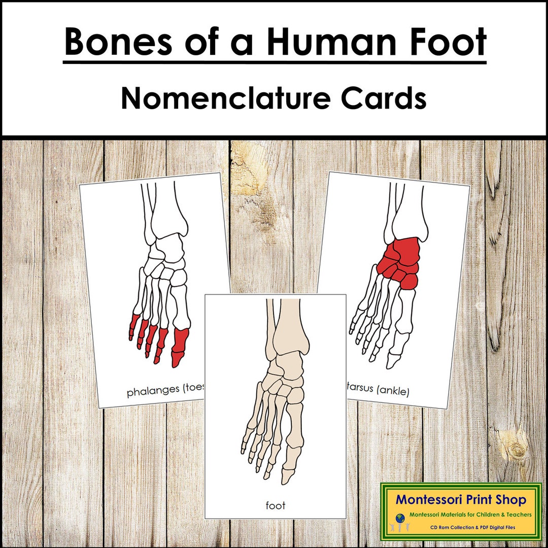 Bones of a Human Foot Nomenclature 3-part Cards (red) - Printable ...