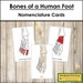 Bones of a Human Foot Nomenclature 3-part Cards (red) - Printable ...