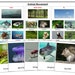 Animal Movement Sorting Cards & Chart [swim, Walk and Fly] - Montessori ...