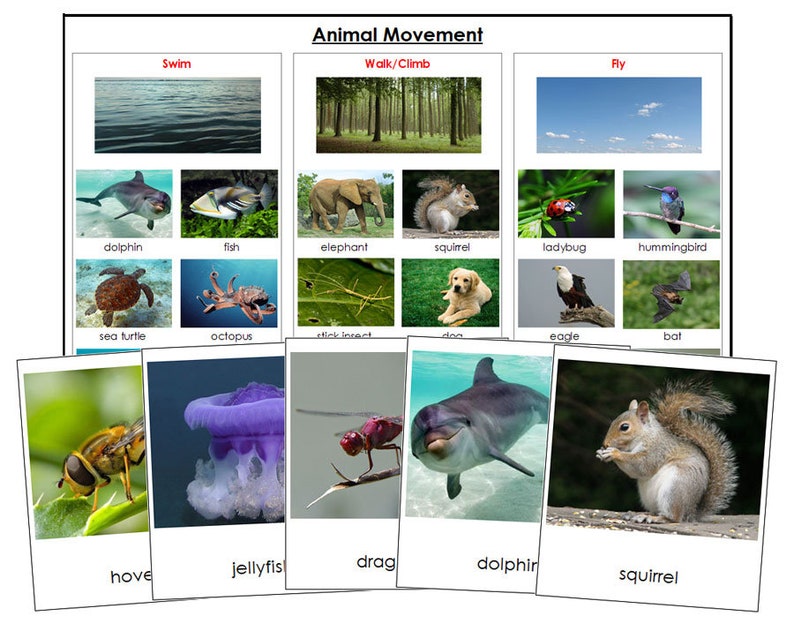 Animal Movement Sorting Cards & Chart [swim, Walk and Fly] - Montessori ...