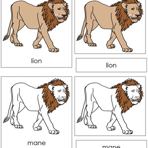 Parts of a Lion Nomenclature 3-part Cards & Blackline Master ...