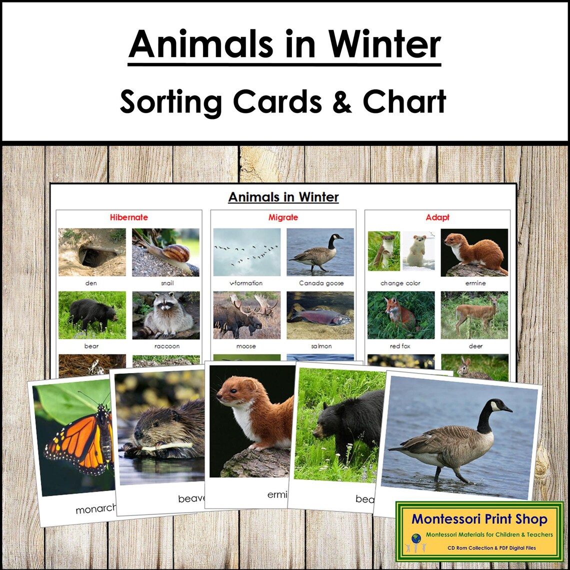 Animals in Winter Sorting Cards & Chart [migrate, Hibernate, Adapt ...