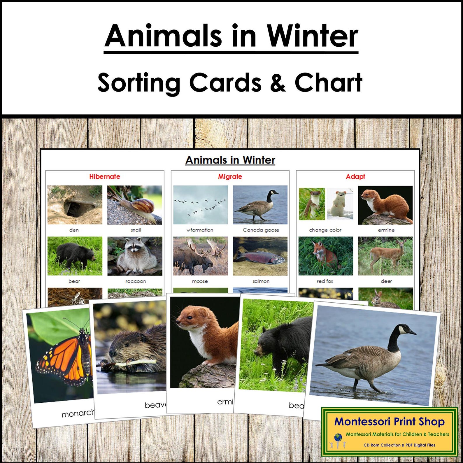 Animals in Winter Sorting Cards & Chart [migrate, Hibernate, Adapt ...