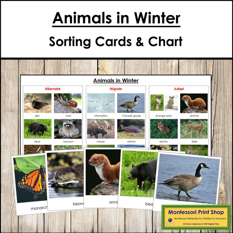 Animals in Winter Sorting Cards & Chart [migrate, Hibernate, Adapt ...