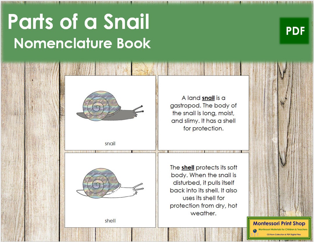 Parts of a Snail Nomenclature Book Montessori Zoology - Etsy