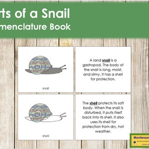Parts of a Snail Nomenclature Book Montessori Zoology - Etsy