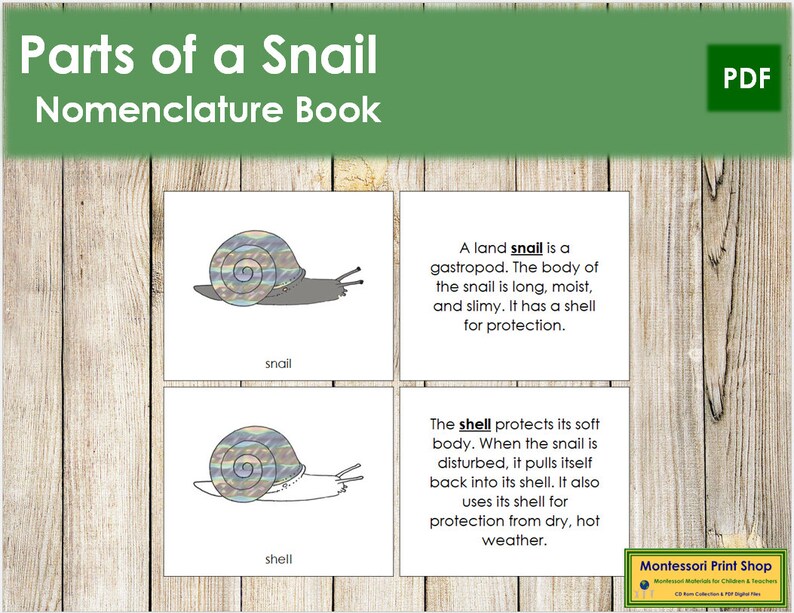 Parts of a Snail Nomenclature Book Montessori Zoology - Etsy