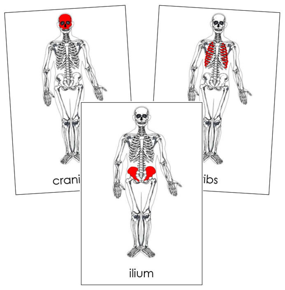 Parts of a Human Skeleton Nomenclature 3-part Cards Science - Etsy