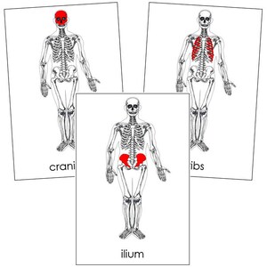 Parts of a Human Skeleton Nomenclature 3-part Cards & Blackline Master ...