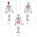 Parts of a Human Skeleton Nomenclature 3-part Cards Science Printable ...