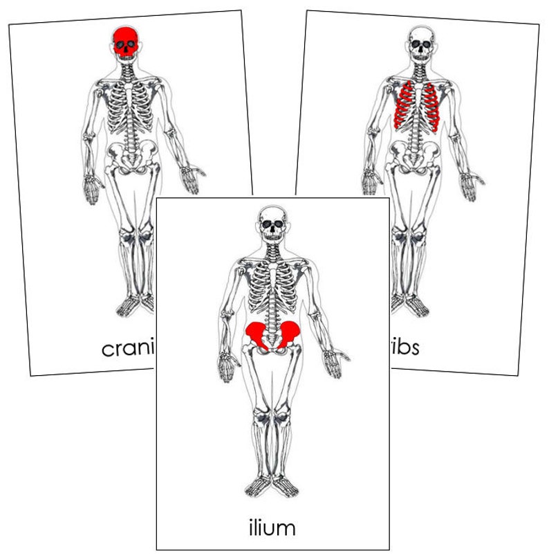 Parts of a Human Skeleton Nomenclature 3-part Cards & Blackline Master ...