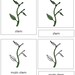 Botany Nomenclature Bundle Set 1 [3-part Cards, Blackline Masters ...