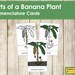 Parts of a Banana Plant Nomenclature 3-part Cards Montessori - Etsy Canada