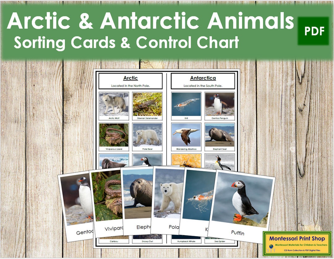 Arctic and Antarctic Animal Sorting Cards & Control Chart - Etsy
