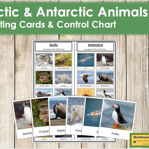 Animal Adaptations Sorting Cards & Control Chart Science - Etsy