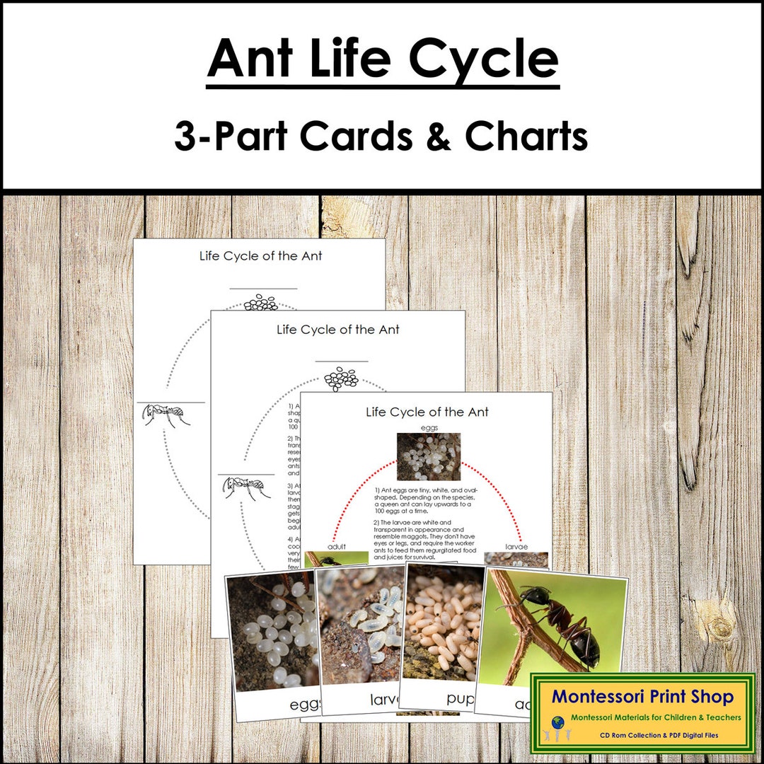 The Ant Life Cycle 3-part Cards, Charts & Blackline Masters ...
