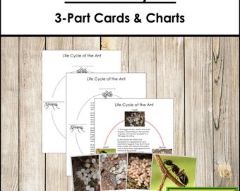 Ant Life Cycle Nomenclature - Etsy