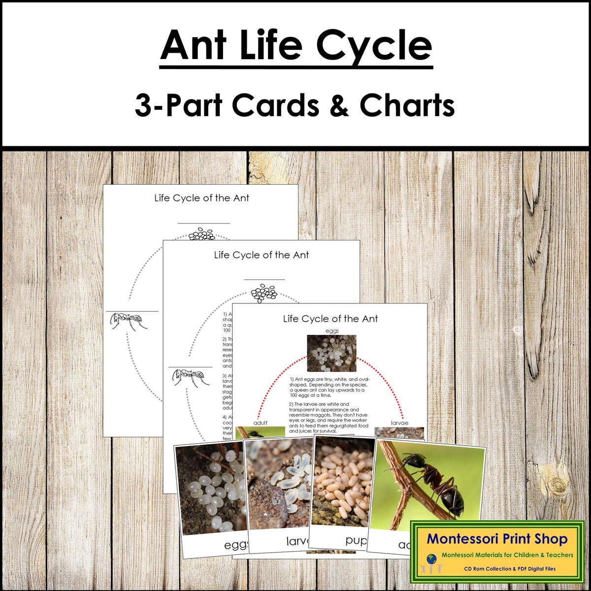 The Ant Life Cycle 3-part Cards & Charts Montessori Nomenclature ...