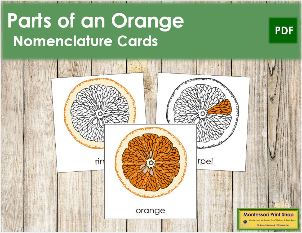 Parts of an Orange Nomenclature 3-part Cards Montessori - Etsy