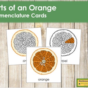 Parts of an Orange Nomenclature 3-part Cards Montessori - Etsy