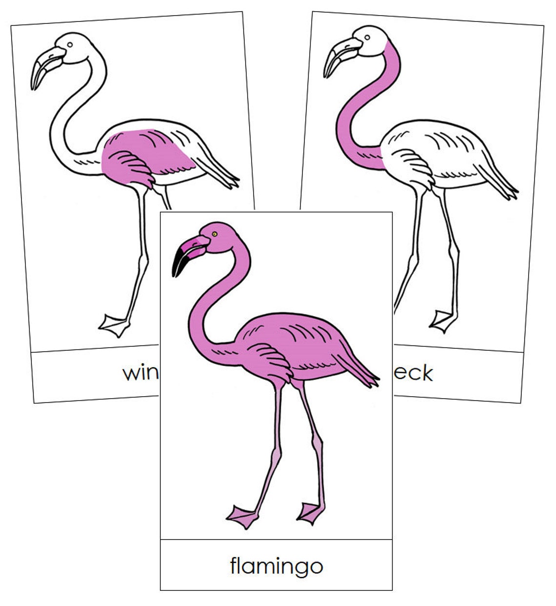 Parts of a Flamingo Nomenclature 3-part Cards Montessori - Etsy