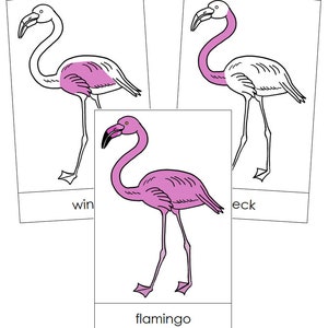 Parts of a Flamingo Nomenclature 3-part Cards Montessori - Etsy