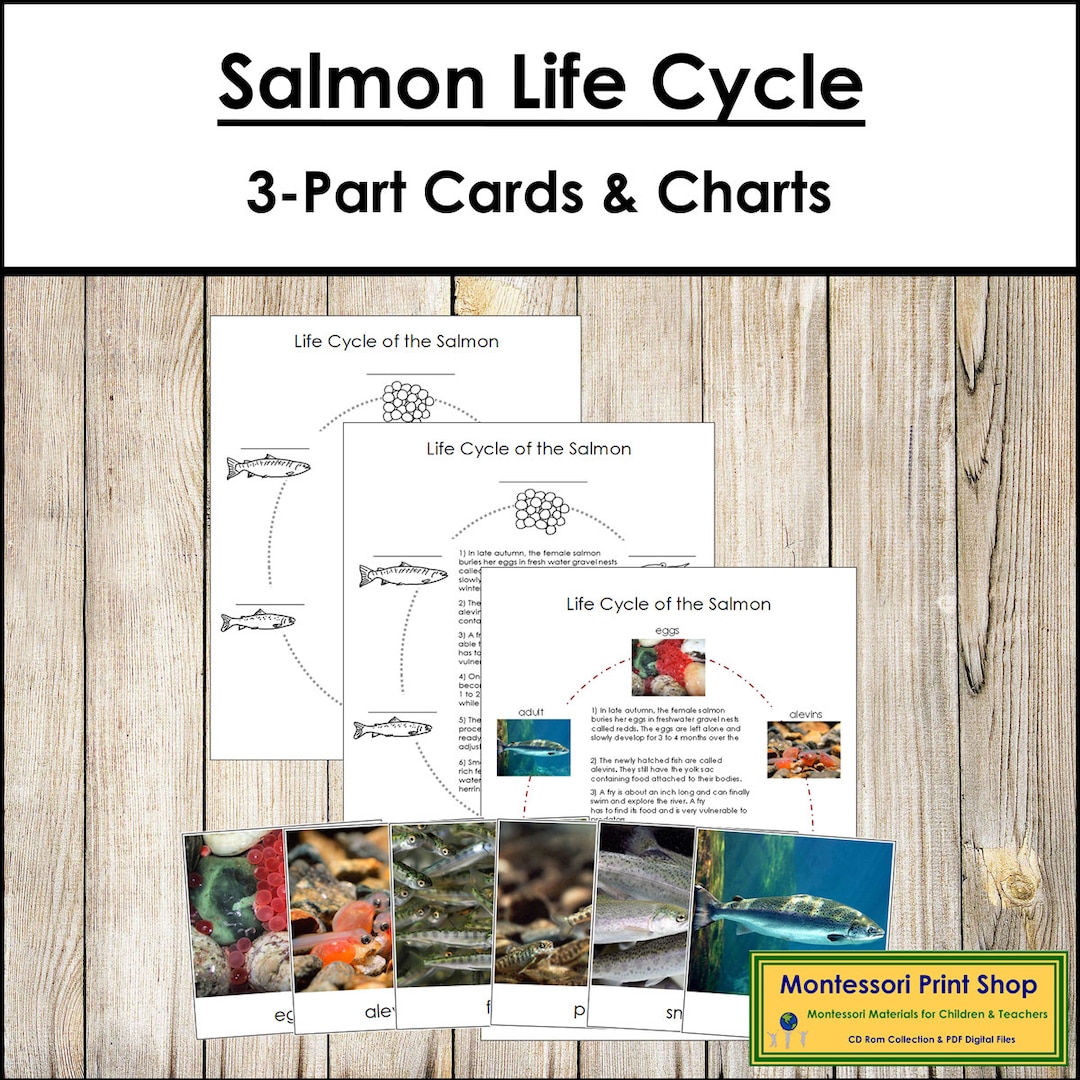 The Salmon Life Cycle 3-part Cards & Charts - Montessori Nomenclature ...