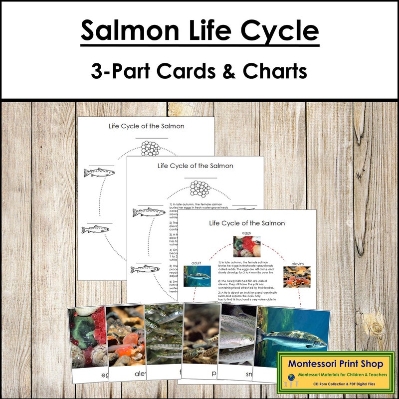 Safari Life Cycle - Etsy